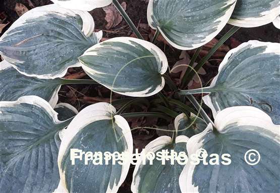 Hosta Orion's Belt - Fransen Hostas